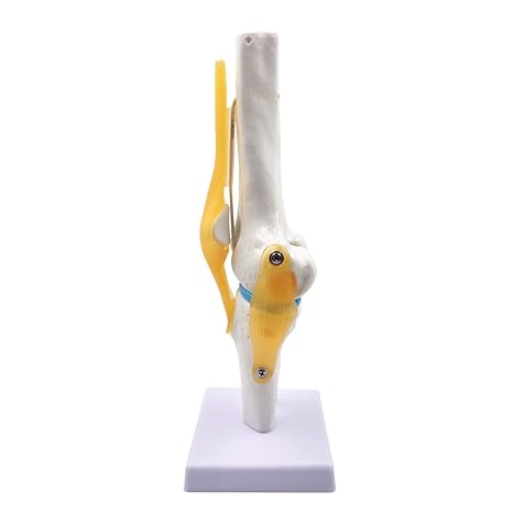 Anatomical Medical Knee Joint Model with Stand Life Size with Ligaments ...